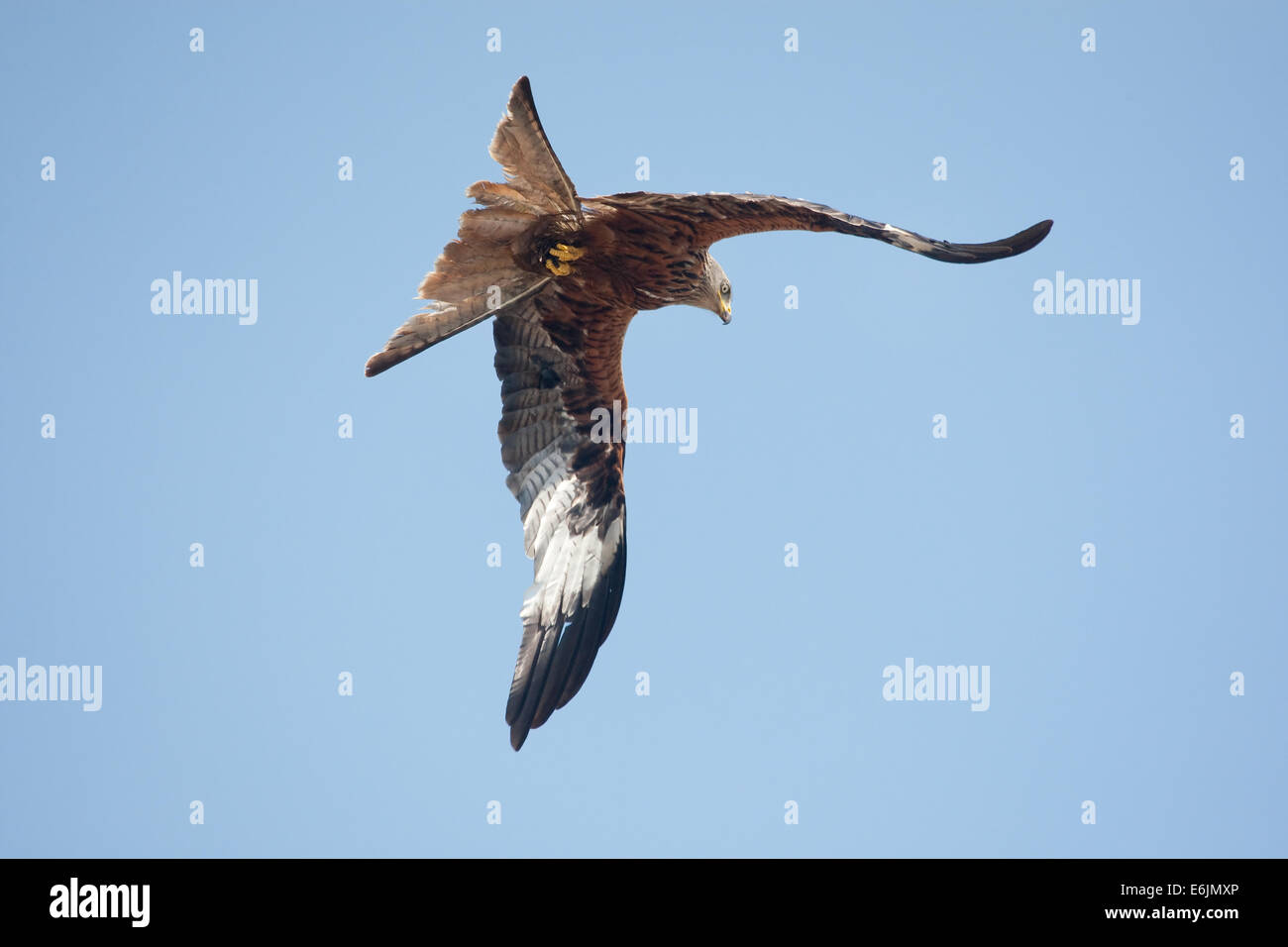 Red Kite in flight Stock Photo - Alamy