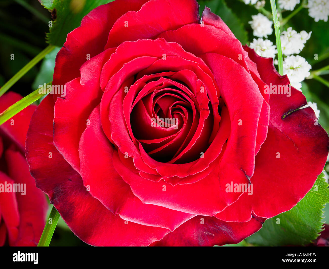 Single red rose flower hi-res stock photography and images - Alamy