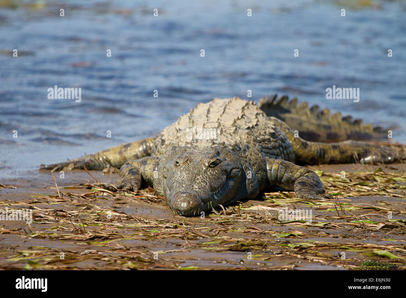 Crocodile basking hi-res stock photography and images - Alamy