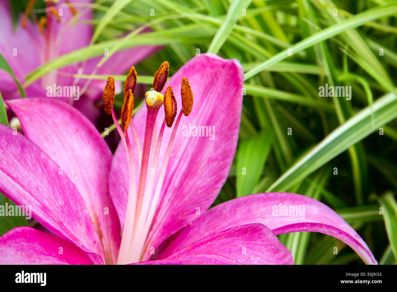 Closeup of a beautiful lily flower in a summer garden Stock Photo - Alamy