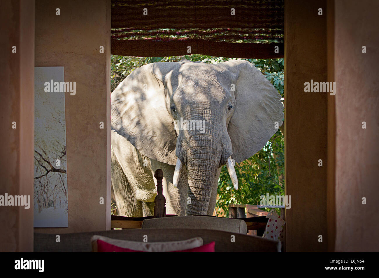 Close encounter with an elephant hi-res stock photography and images ...