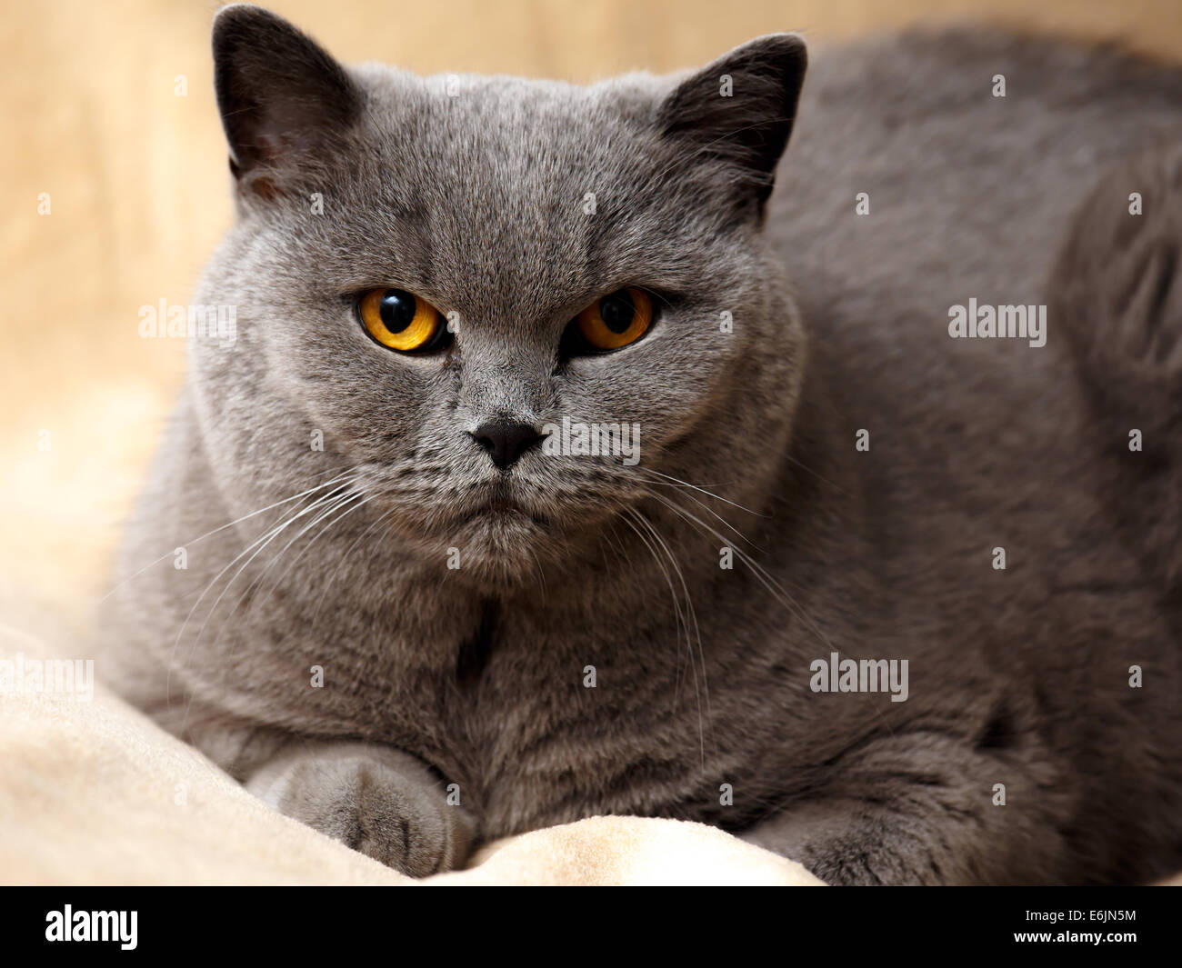 Portrait of adorable purebred british cat Stock Photo - Alamy