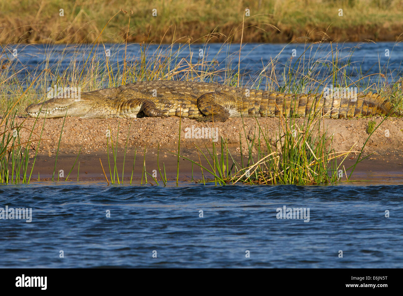 Crocodile basking in the sun Stock Photo - Alamy