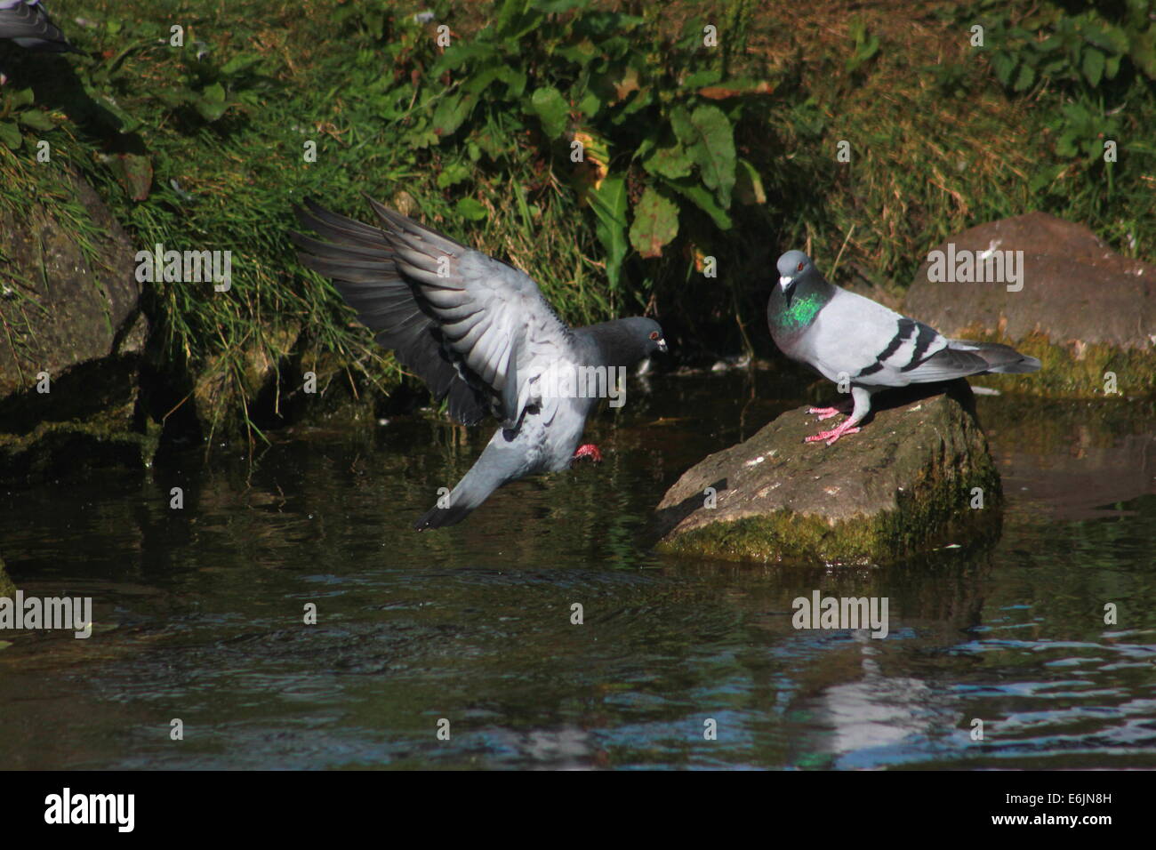 Pigeons fight hi-res stock photography and images - Alamy