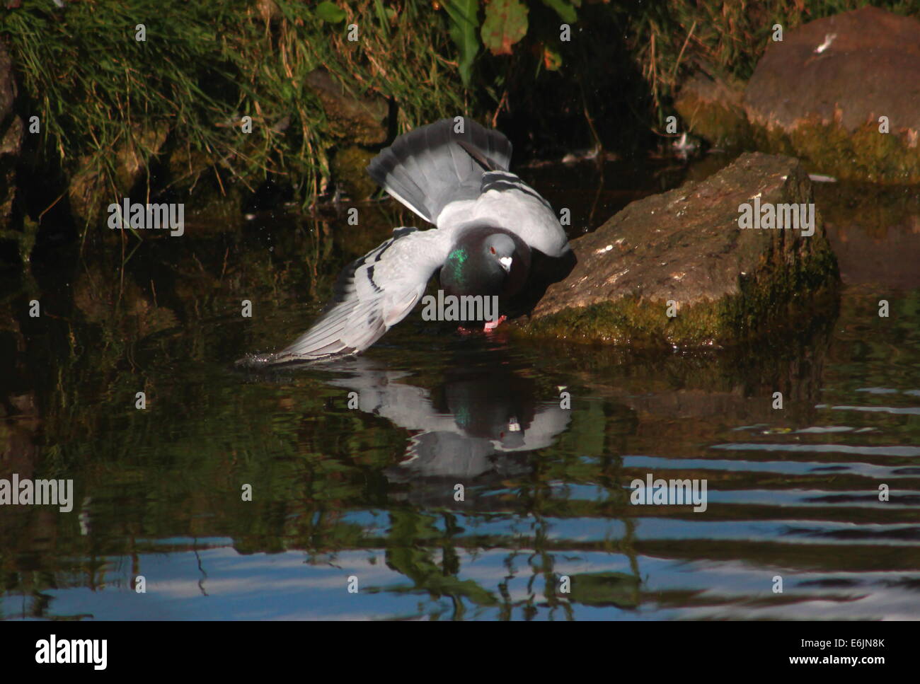 Wing testing hi-res stock photography and images - Alamy