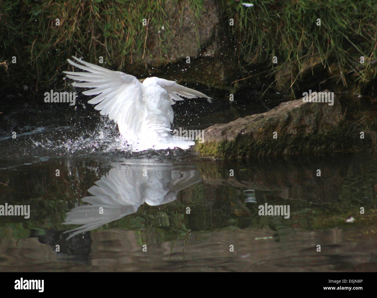 Washing pond hi-res stock photography and images - Alamy
