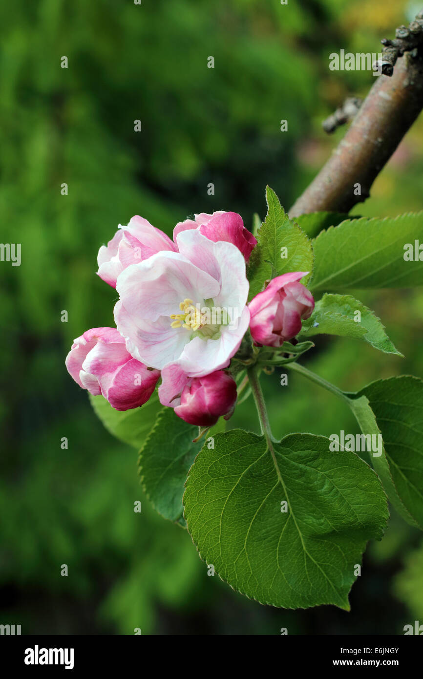 Bramley Apple Blossom Stock Photo - Alamy