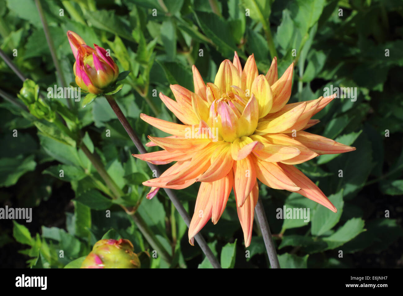 Dahlia karma pink corona hi-res stock photography and images - Alamy