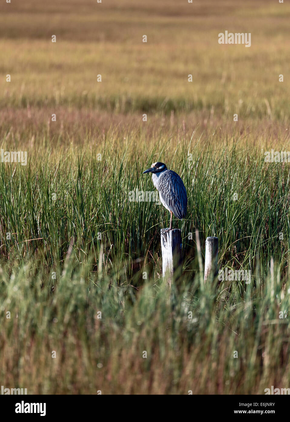 Coastal marsh birds hi-res stock photography and images - Alamy