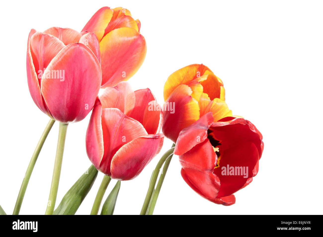Five tulips red yellow hi-res stock photography and images - Alamy
