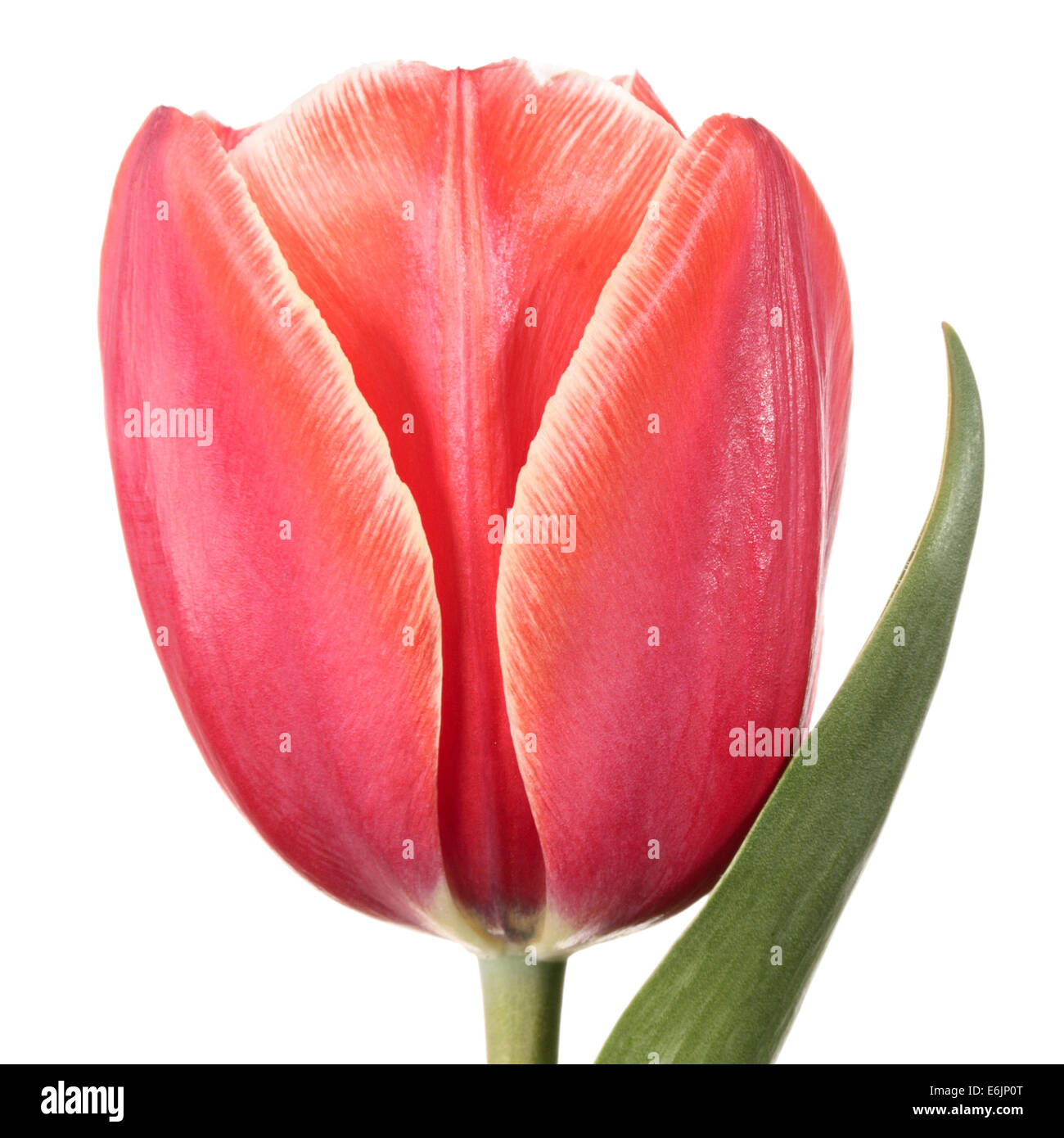 Tulips. Close-up single flower isolated on a white background Stock ...