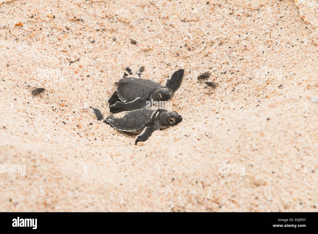 Hatching sea turtles Stock Photo - Alamy