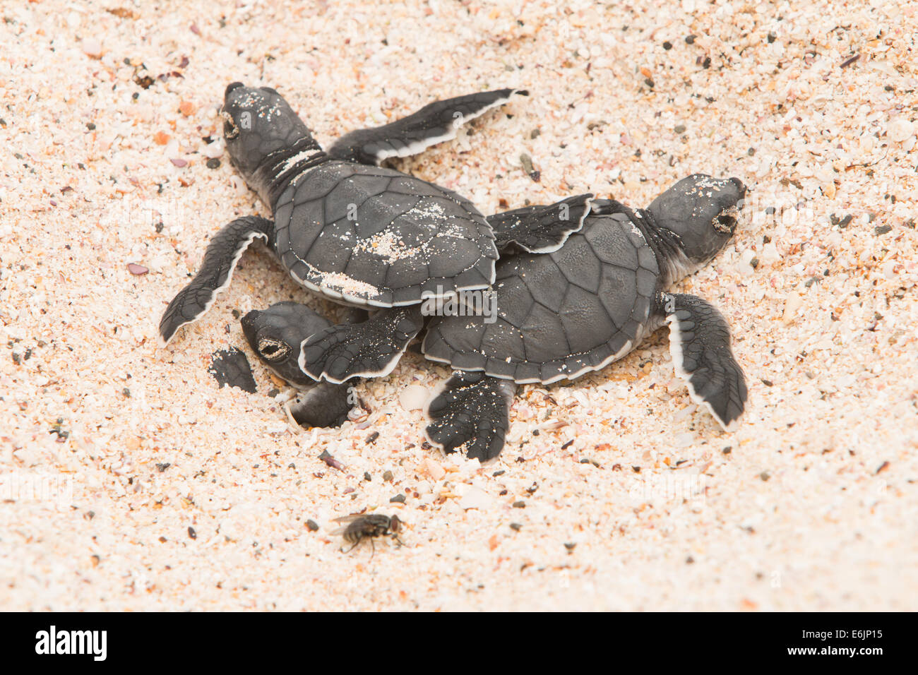 Hatching sea turtles Stock Photo - Alamy