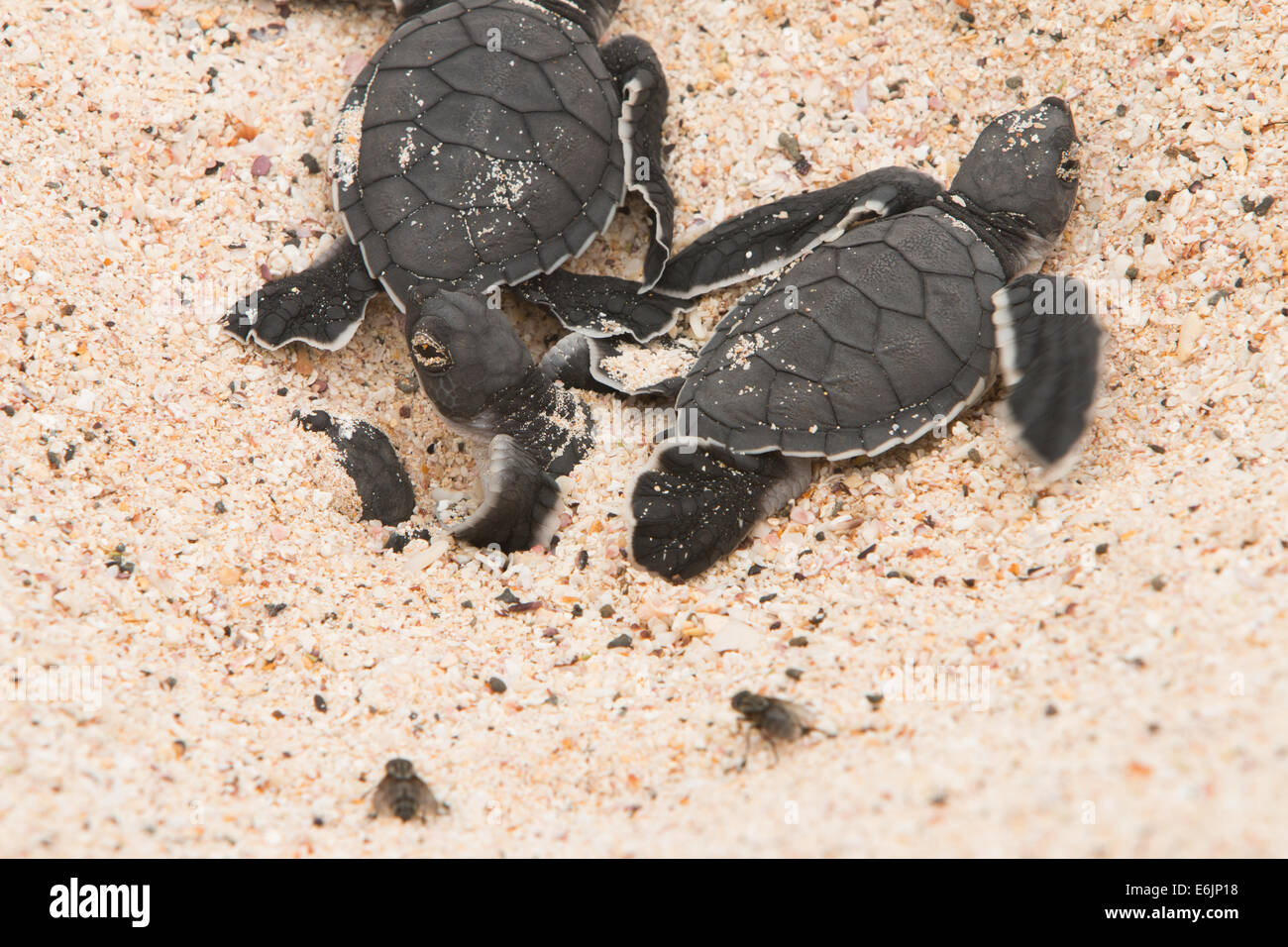 Hatching sea turtles Stock Photo - Alamy