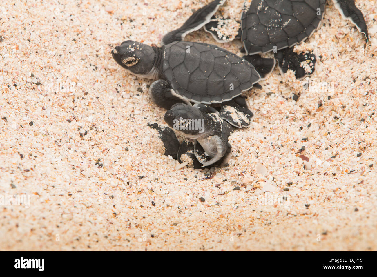 Hatching sea turtles hi-res stock photography and images - Alamy
