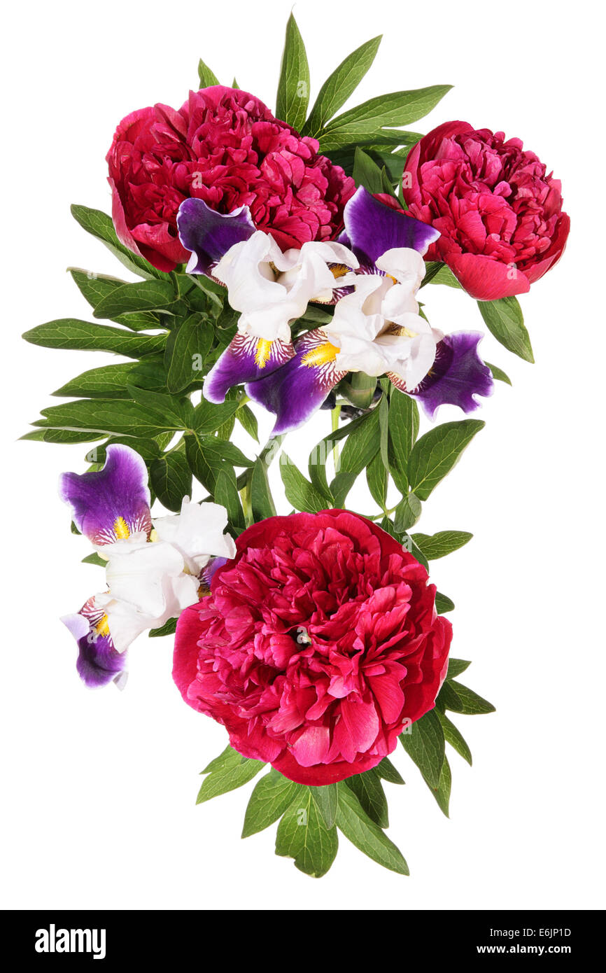 Iris peony hi-res stock photography and images - Alamy