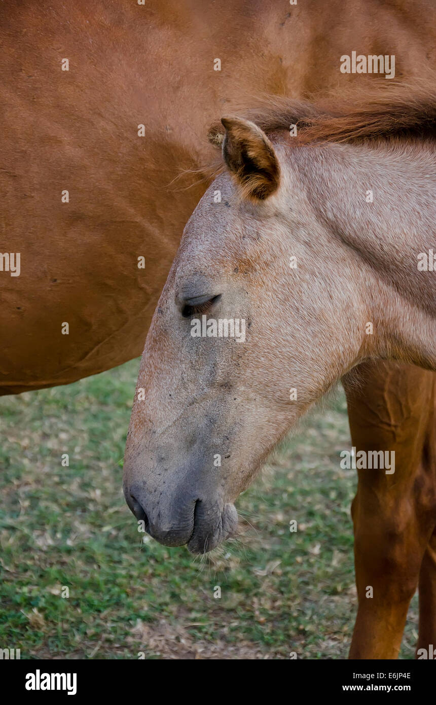 Horses running front view hi-res stock photography and images - Alamy