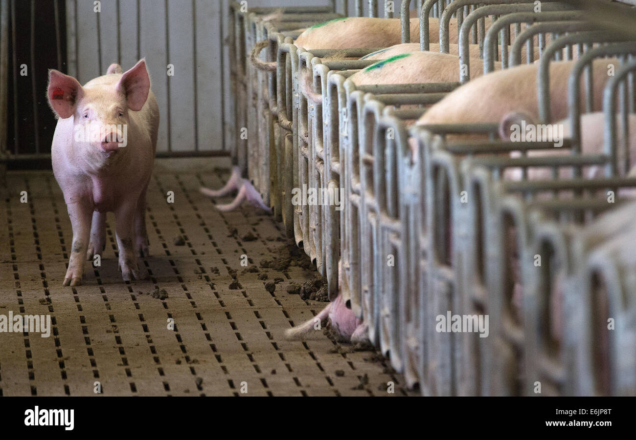 A breeding sow stands next to her box in a hog feeding farm in ...