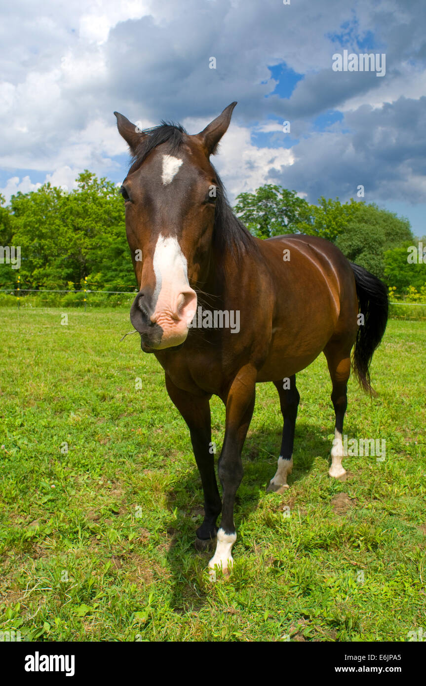 American Quarter Horse Running