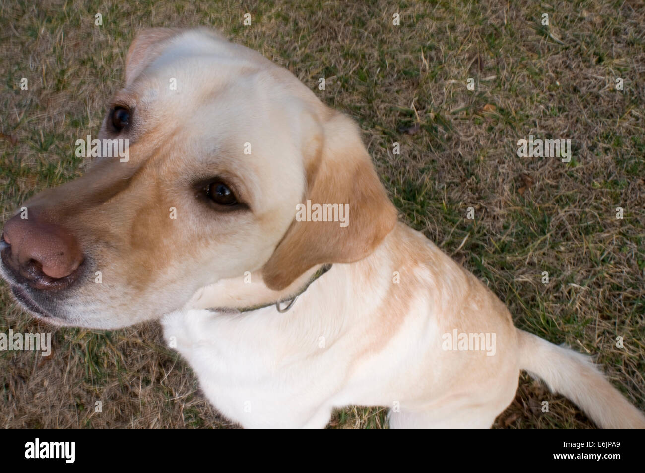 Are Labradors And Newfoundlands Related