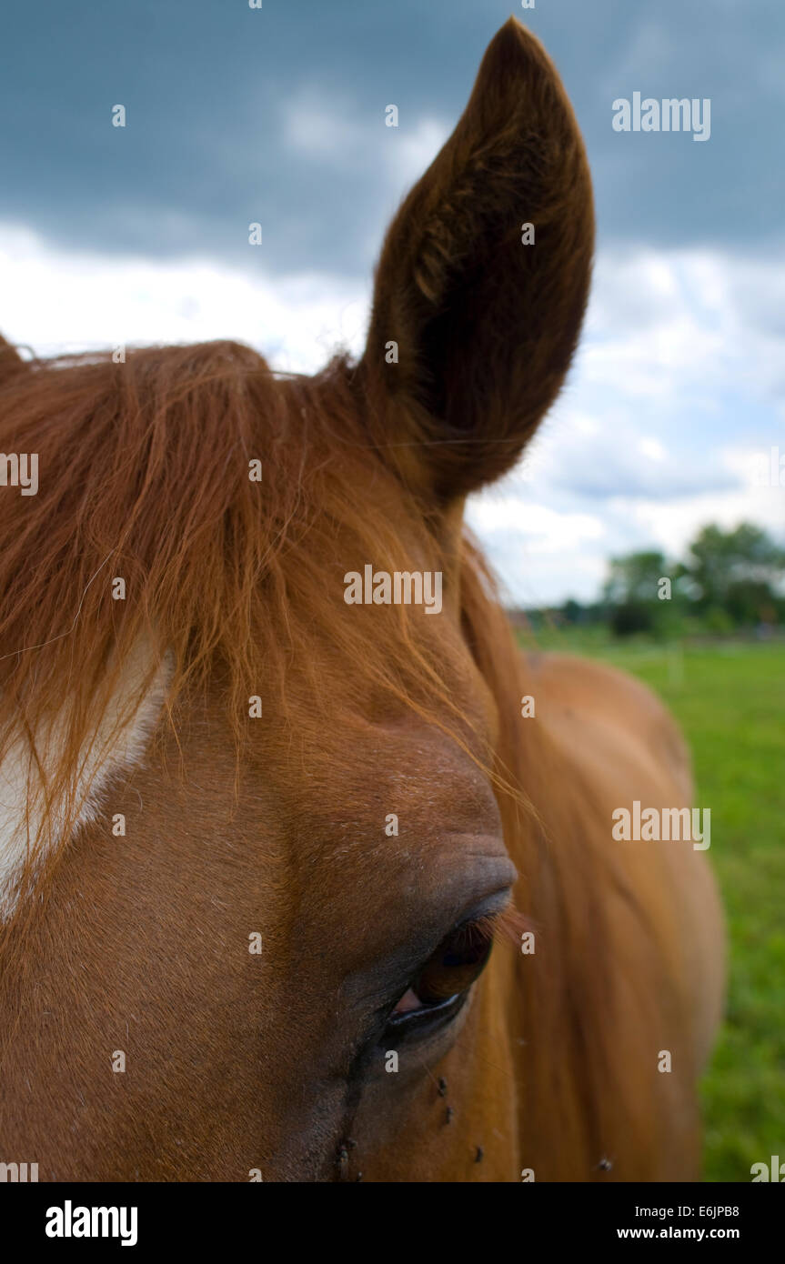 Originally called the Celebrated American Quarter Running Horses by ...