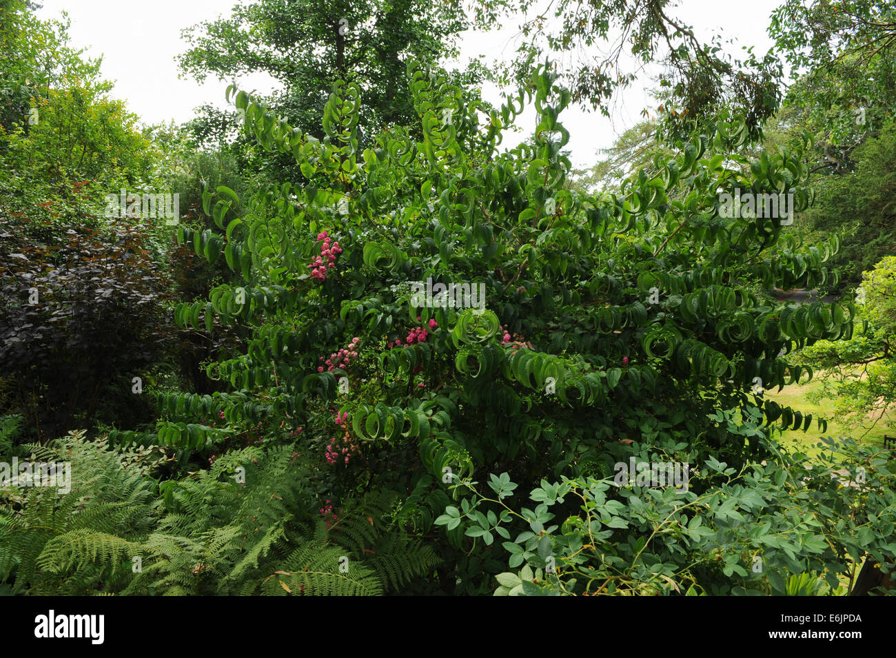 Red Flowering Shrub in the Garden at Hartland Abbey, between Bideford ...