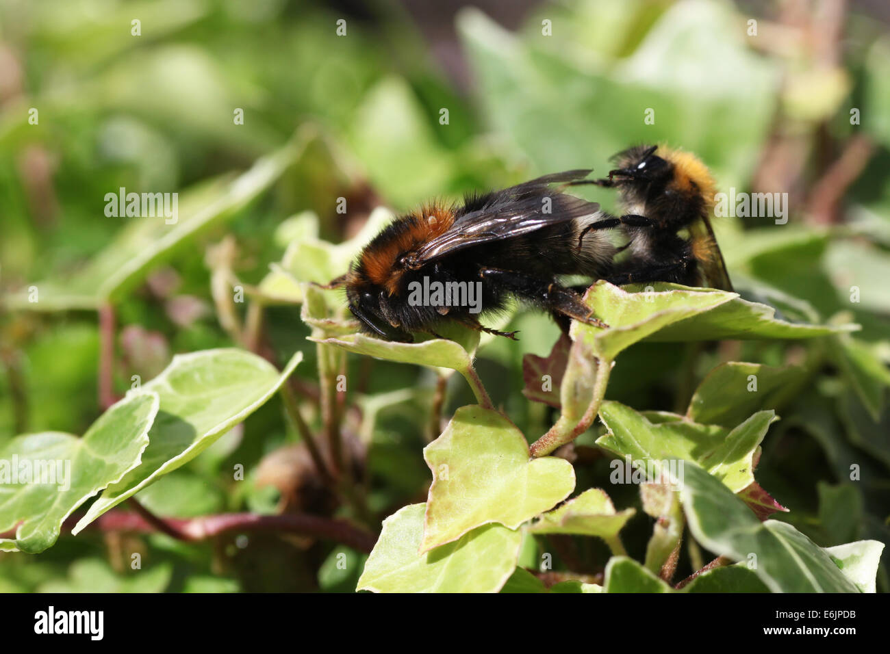 Mating bees hi-res stock photography and images - Alamy