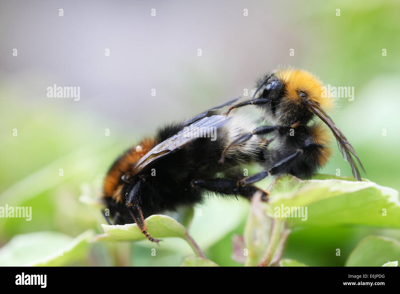 Mating bees hi-res stock photography and images - Alamy