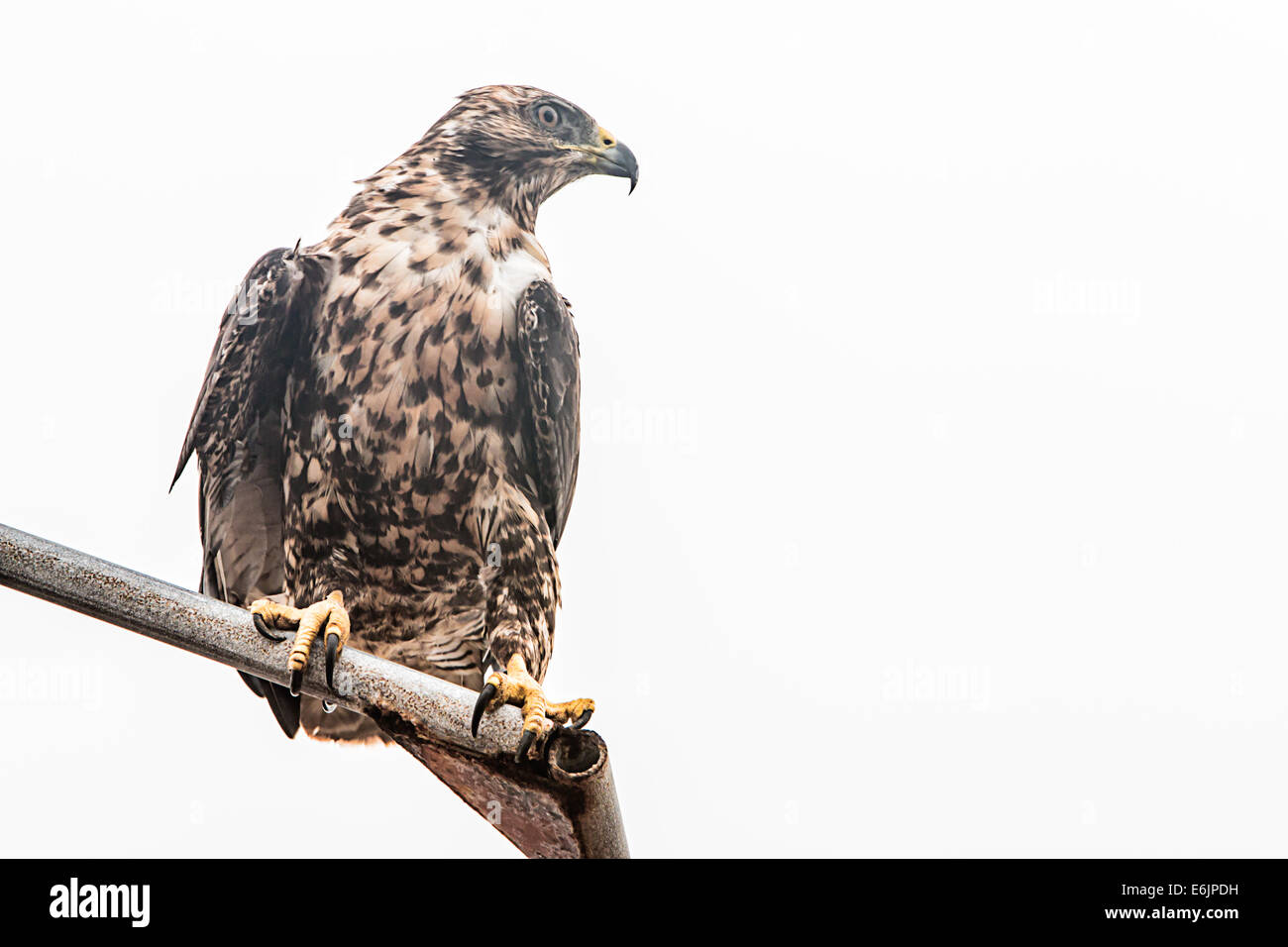 Hawk from the Galapagos Islands Stock Photo - Alamy