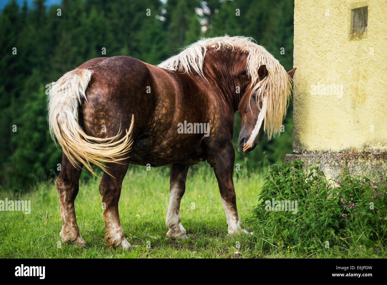 Draft Horse