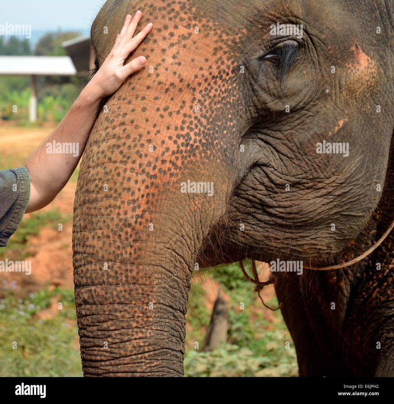 Cheerful Elephant High Resolution Stock Photography and Images - Alamy