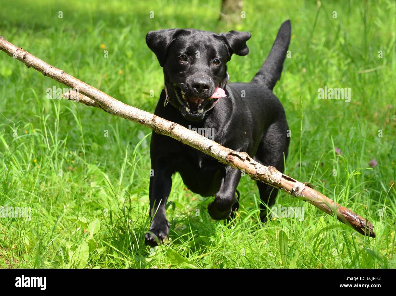 Black labrador dog playing stick hi-res stock photography and images ...