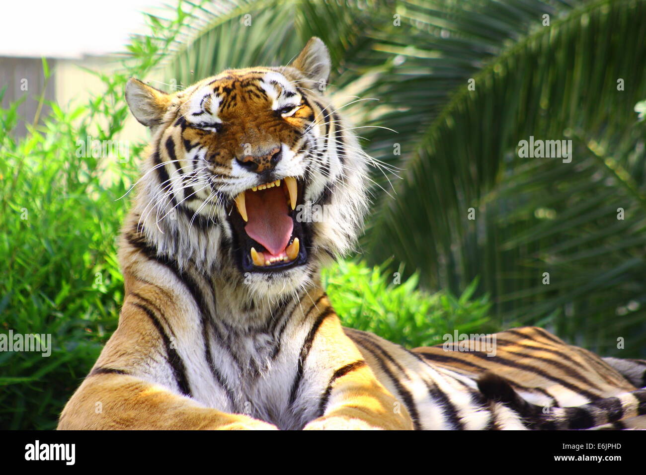 Tiger roar hi-res stock photography and images - Alamy