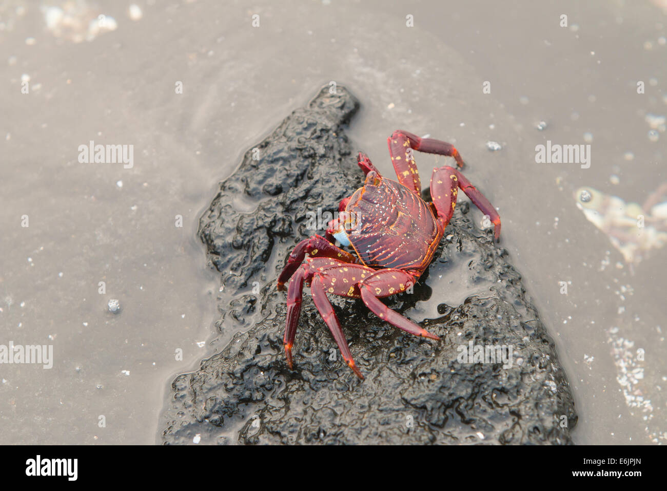 Sally Lightfoot Crabs Stock Photo - Alamy