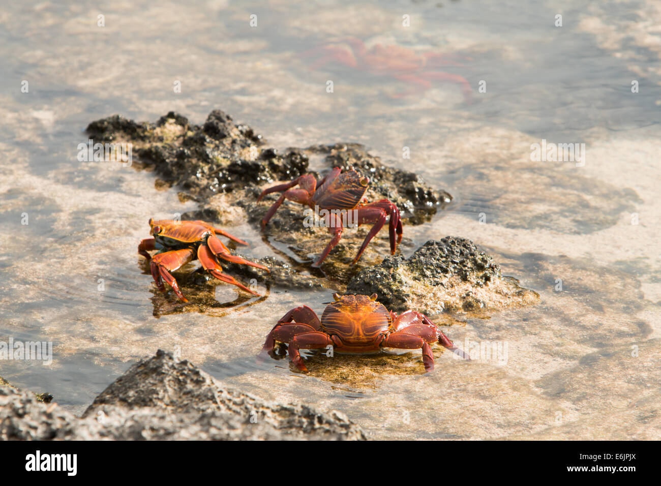 Sally fish hi-res stock photography and images - Alamy