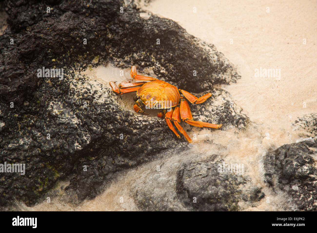 Sally fish hi-res stock photography and images - Alamy