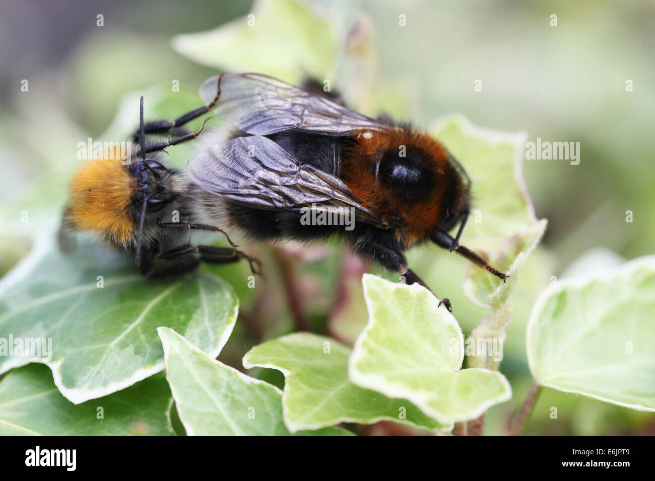 Bumblebee mating hi-res stock photography and images - Alamy