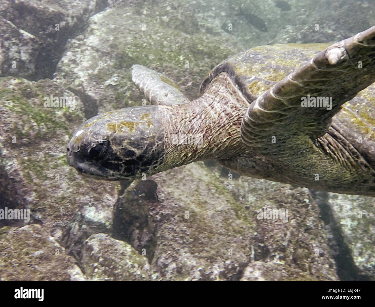 Green Sea Turtles of the Galapagos Islands Stock Photo - Alamy