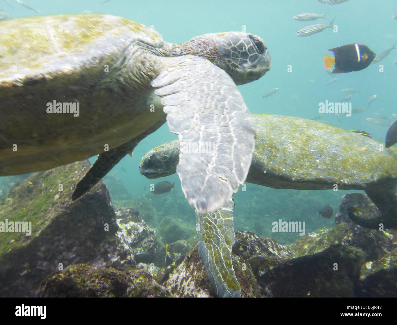 Green Sea Turtles of the Galapagos Islands Stock Photo - Alamy