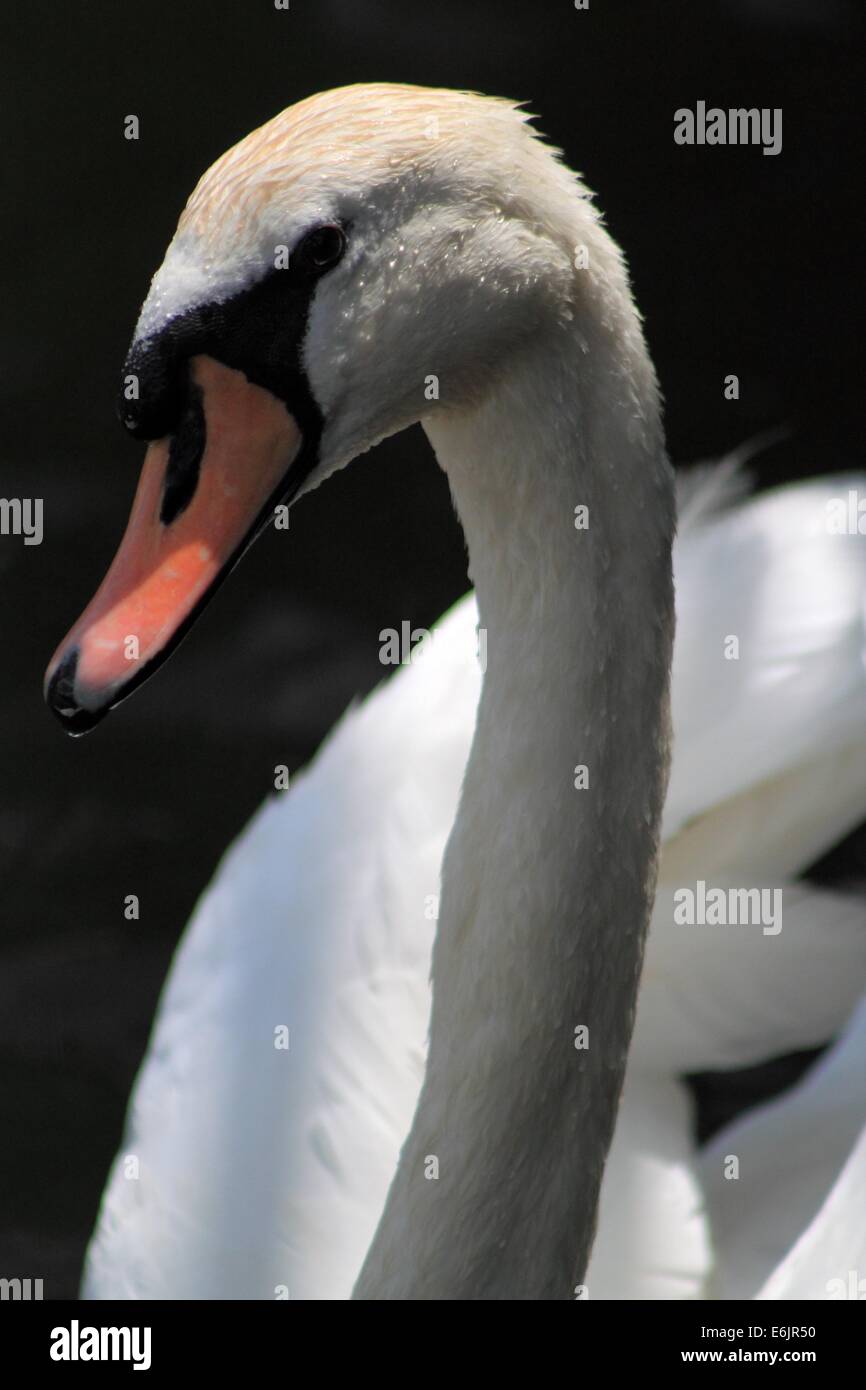 Head shot of swan Stock Photo - Alamy