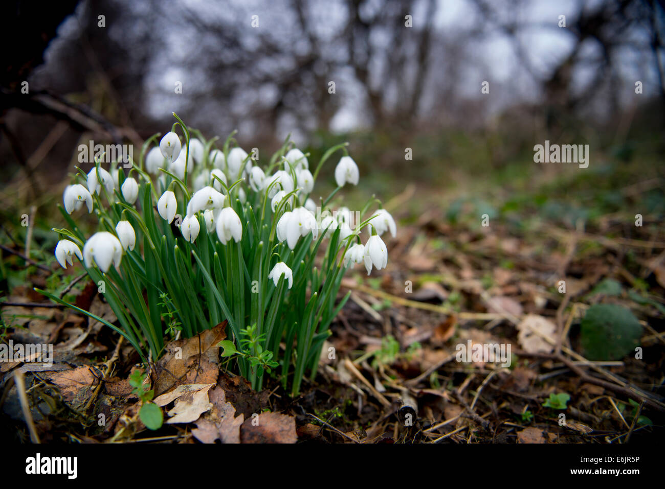 English woodland forestry hi-res stock photography and images - Alamy
