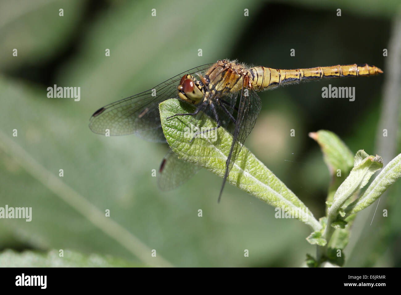 Dragonfly perched leaf norfolk hi-res stock photography and images - Alamy
