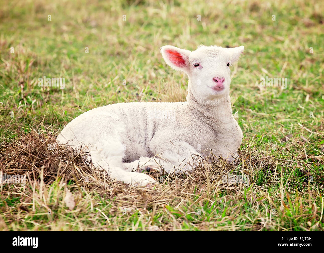 Suffolk Baby Lambs