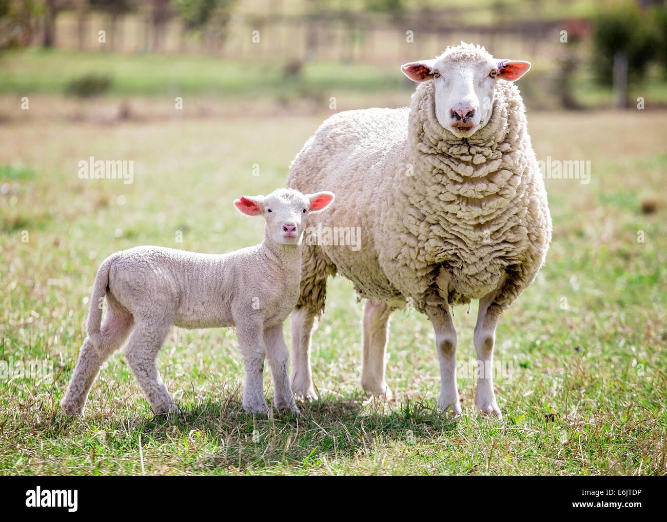 A white suffolk sheep with a lamb Stock Photo - Alamy