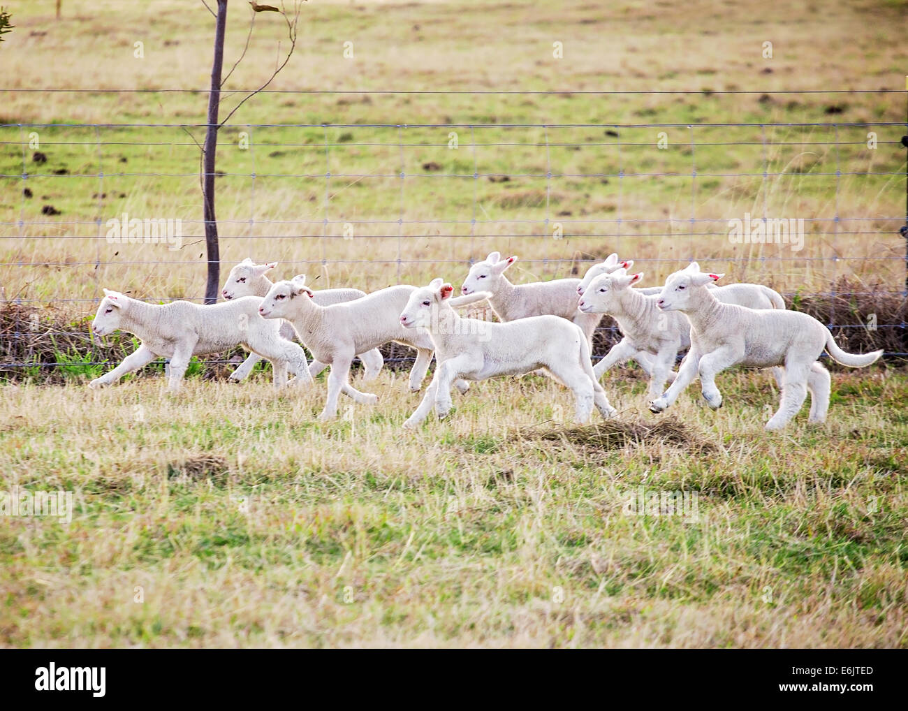 Baby Lamb Running High Resolution Stock Photography and Images - Alamy