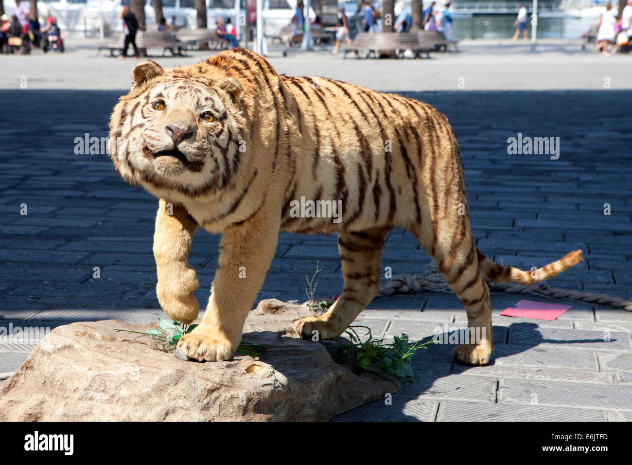 Tiger in Genoa the historical port city in northern Italy, the capital ...