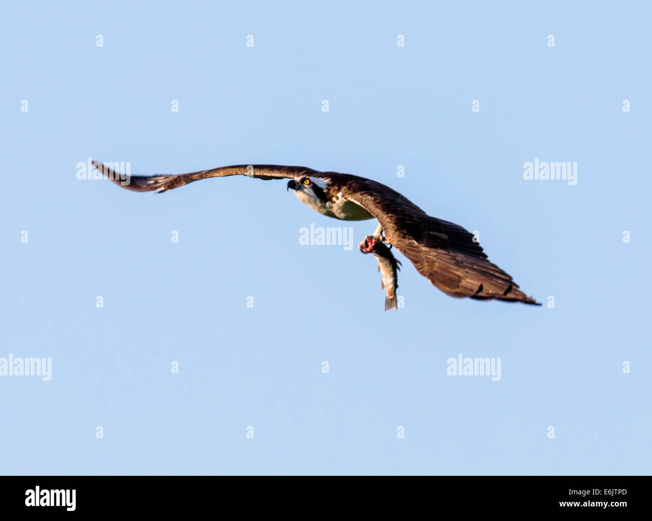 Osprey in flight carrying fresh caught fish, Pandion haliaetus, sea ...