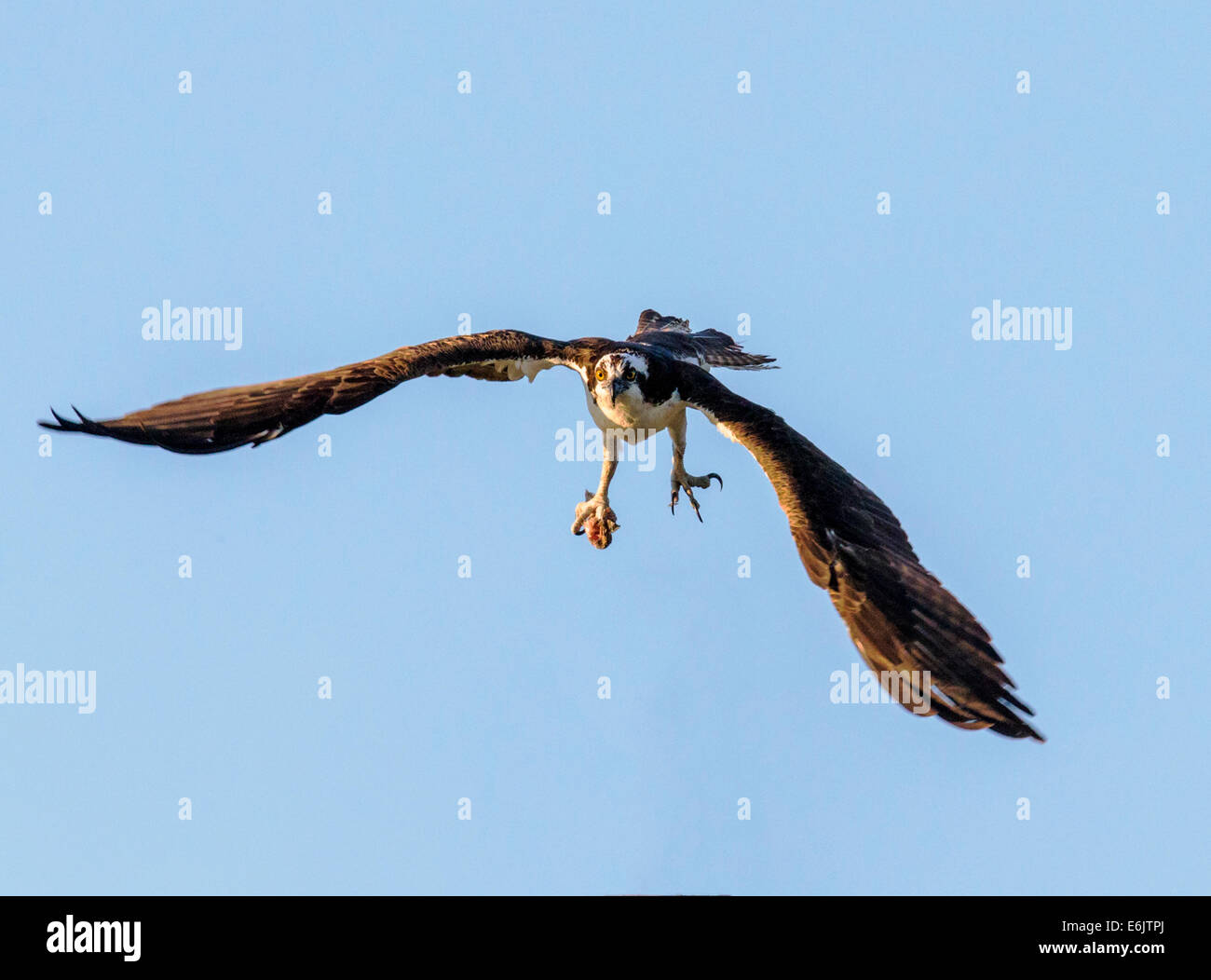 Osprey in flight carrying fresh caught fish, Pandion haliaetus, sea ...