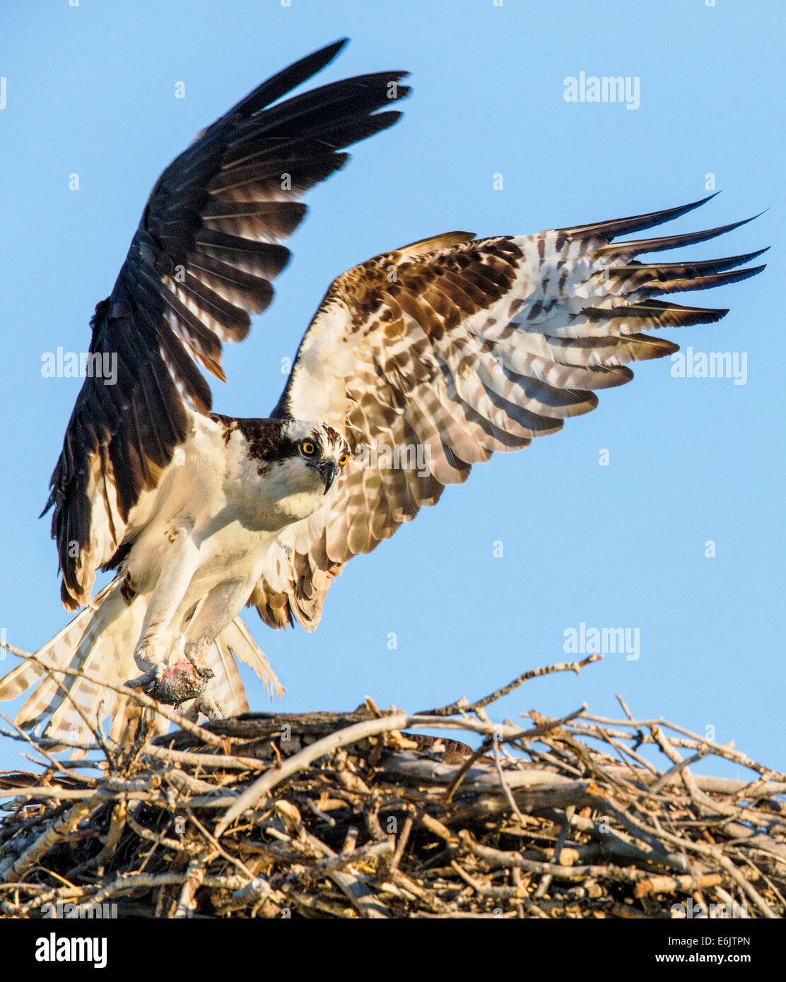 Osprey in flight carrying fresh caught fish, Pandion haliaetus, sea ...