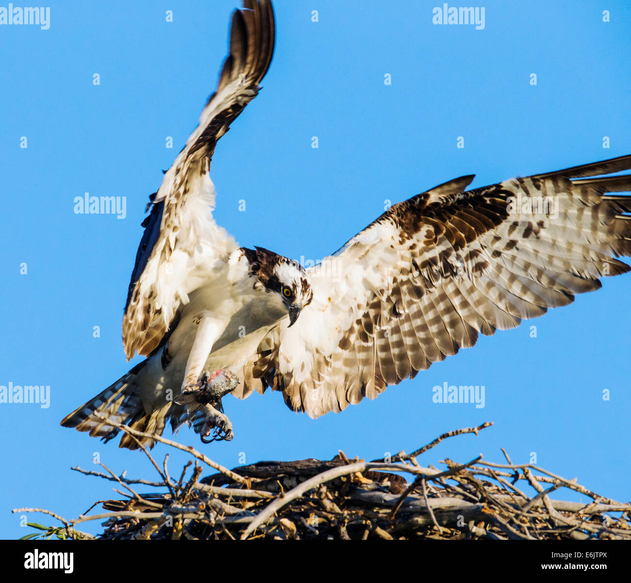 Osprey in flight carrying fresh caught fish, Pandion haliaetus, sea ...